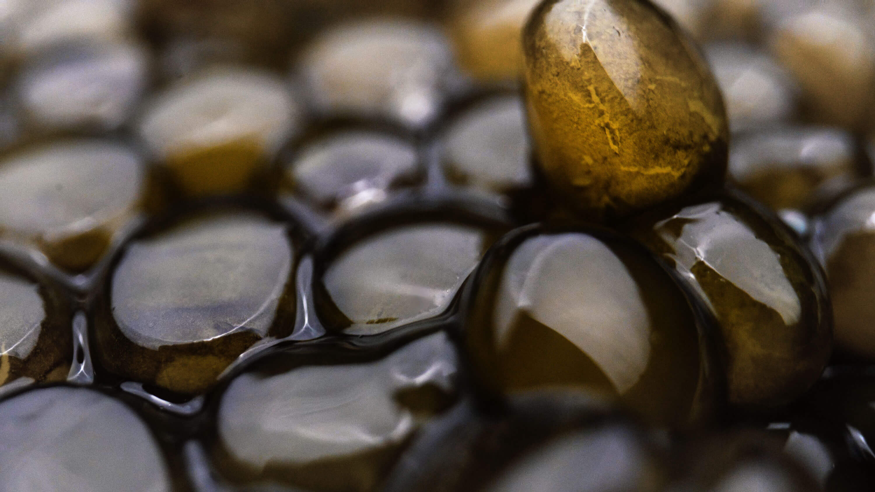 Rossini Caviar - Cases fra Checkmate - Checkmate Digitalt Bureau